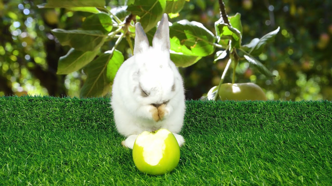 ASMR 🐇Rabbit Eats Green Apple🍏 To Be Cute - YouTube