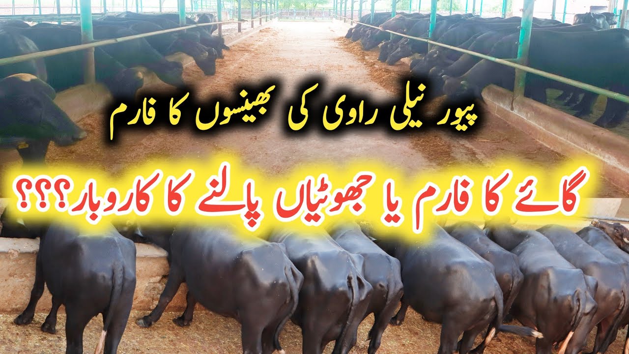 Pure Nili Ravi Buffalo Farm | Cow farming vs Buffalo Farming | پیور ...