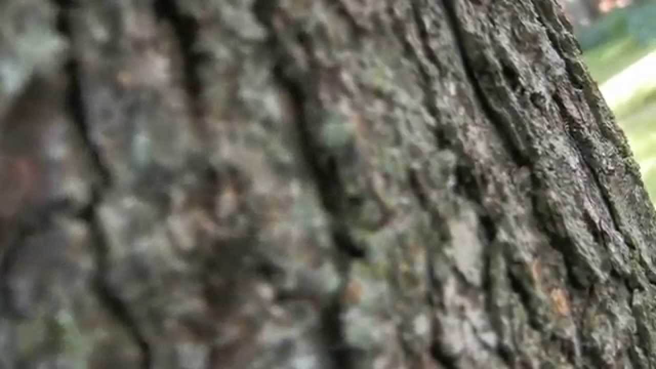 Barklice Infestation on Maple Tree - YouTube
