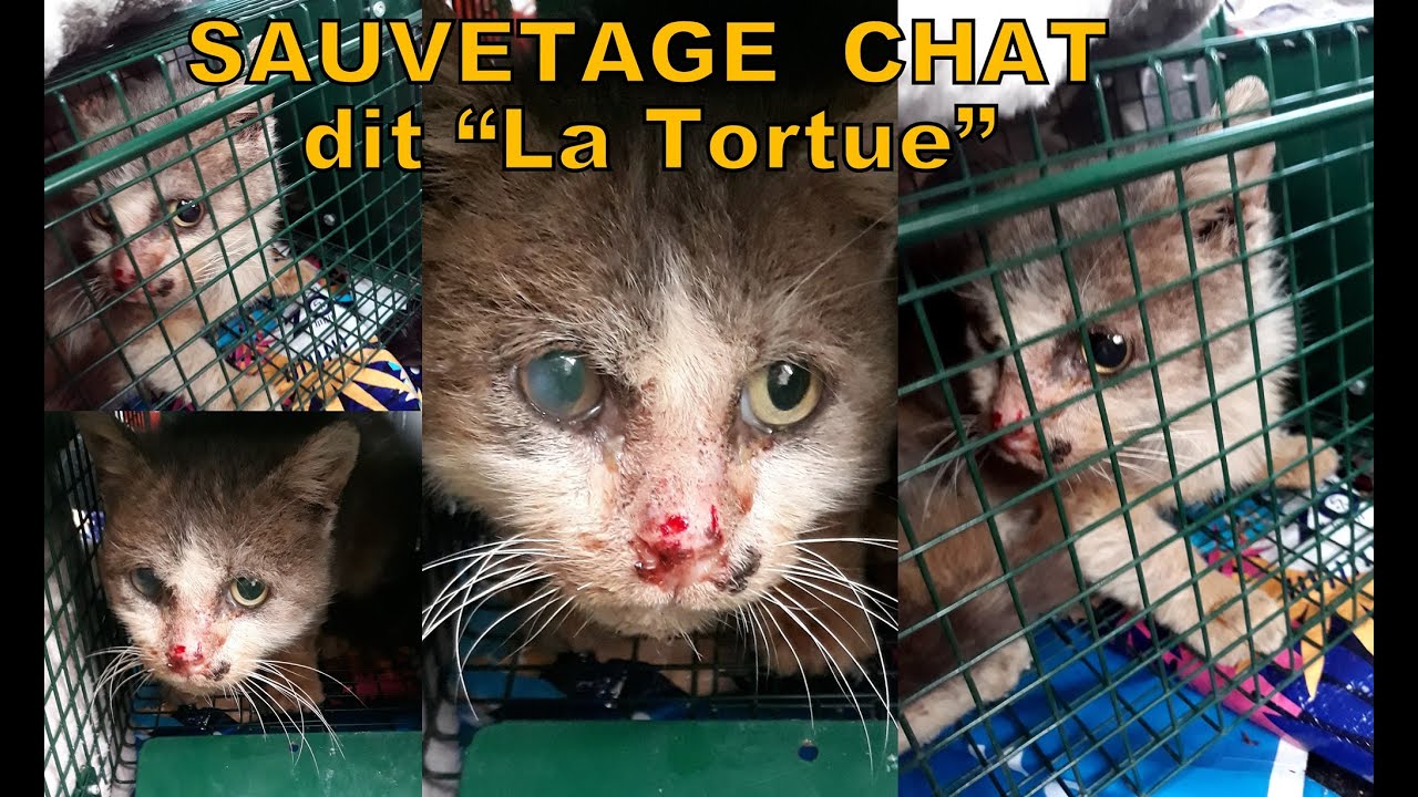 Trappage d'un chat très mal en point dit " La Tortue " - YouTube