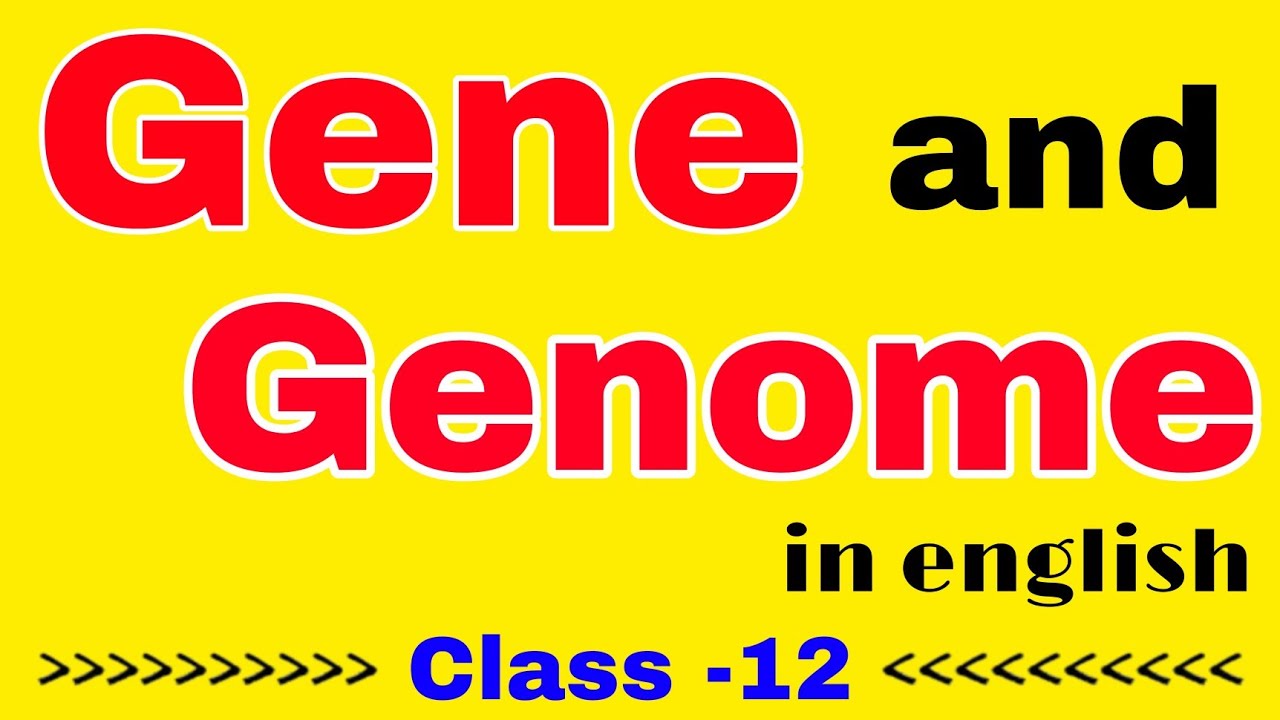gene and genome difference | Differences between Gene and Genome in ...