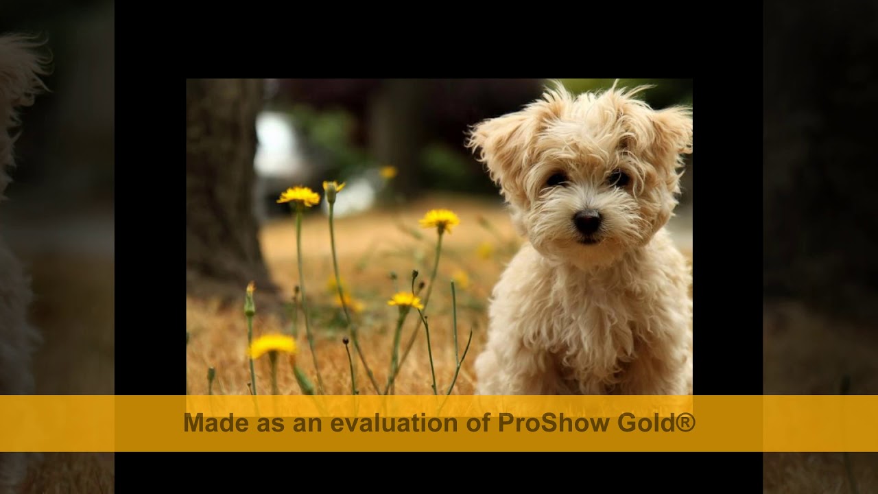 Dogs SlideShow - YouTube