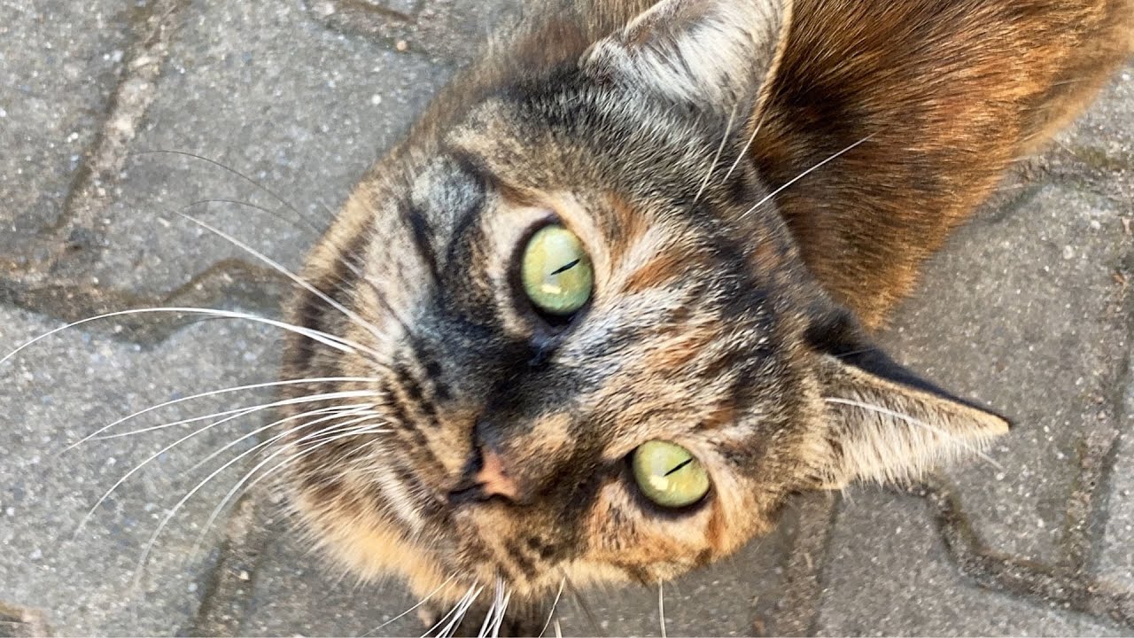This cat always looks sideways !!! Cute cat loves people and hangs ...