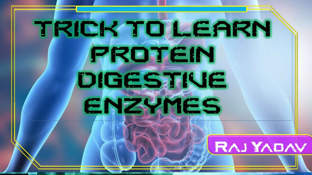 Trick to learn protein digestive enzyme - YouTube