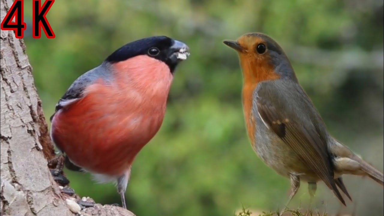 Beautiful Birds Video Birds Sound Chicken sound swans sound copyright ...