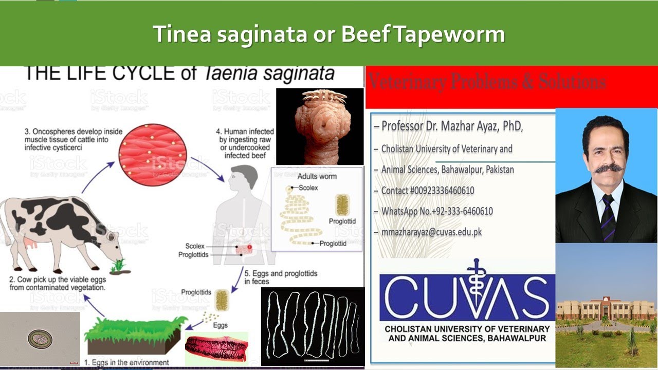 Tinea saginata or Beef Tapeworm Human Taeniasis; Diagnosis,Symptoms ...