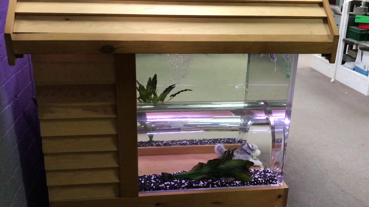 03/10/17 - Fishtank dog kennel. - YouTube