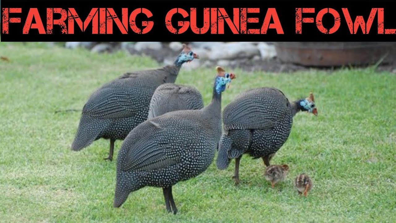 Farming Guinea Fowl || Raising Guinea Fowl || Business of Guinea Fowl ...
