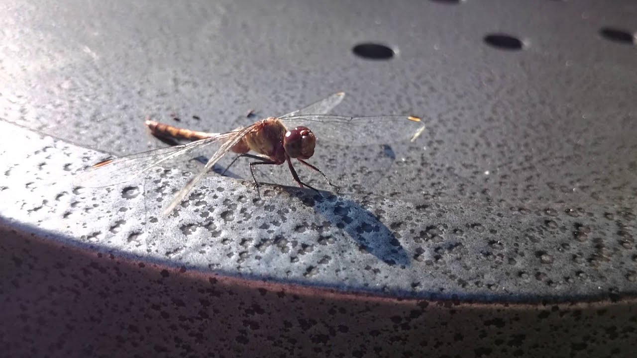 Dragonfly saved from pool(3) - YouTube