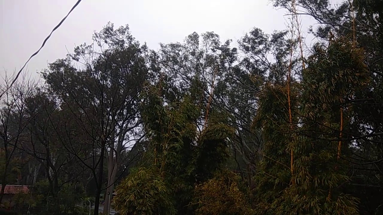 Strong Wind damage to Bamboo Shoots - YouTube