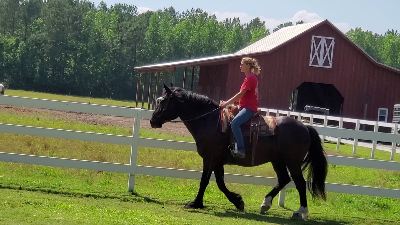 Percheron crossbred riding - YouTube