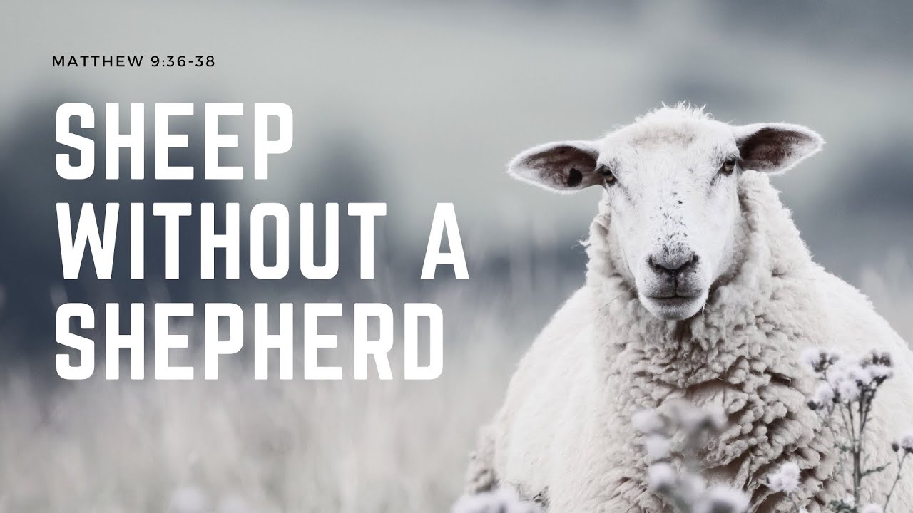 Sheep Without A Shepherd - YouTube