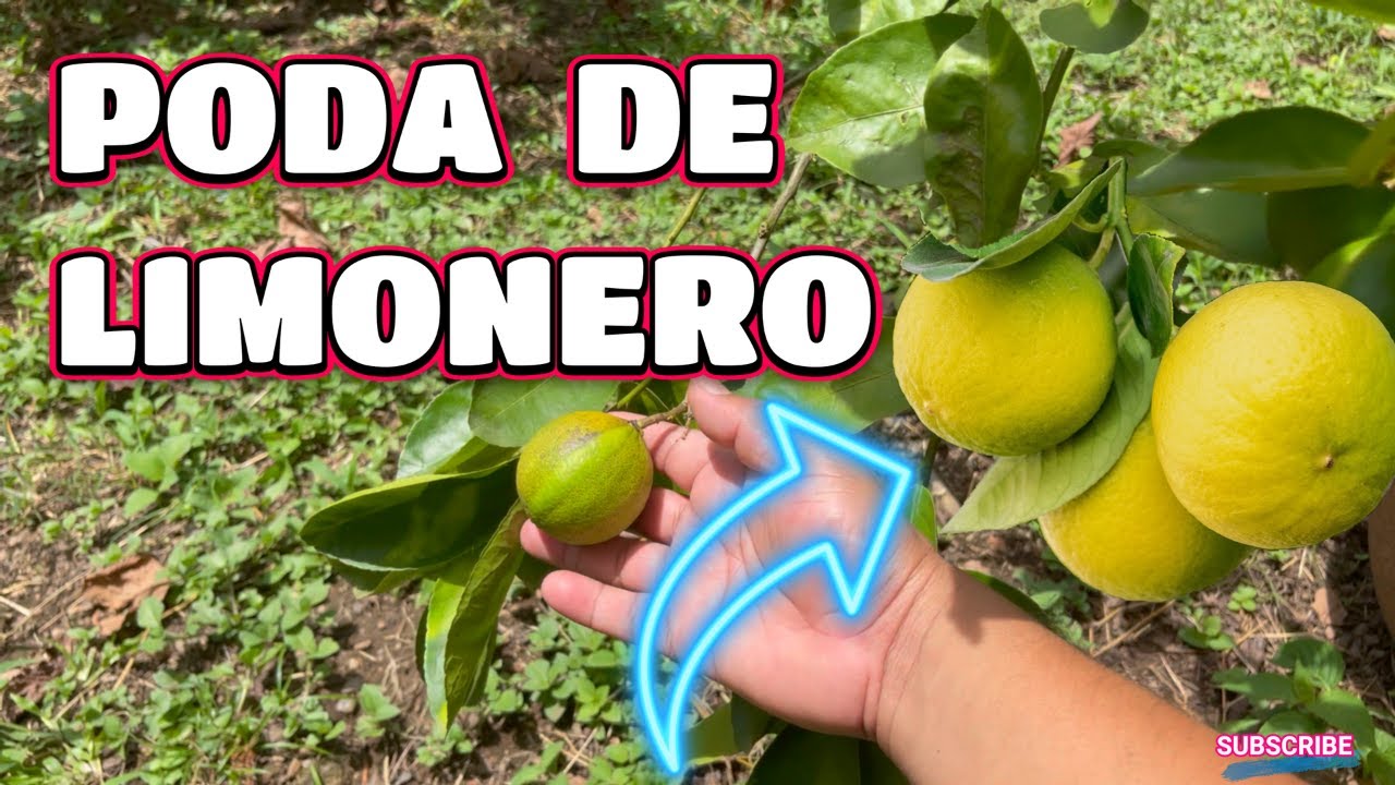 DESCUBRE como PODAR tu LIMONERO para MAS FRUTOS y ELIMINAR PLAGAS # ...