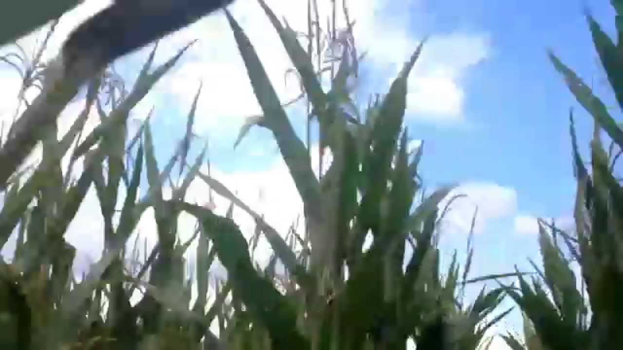 Running through a corn field 2 - YouTube