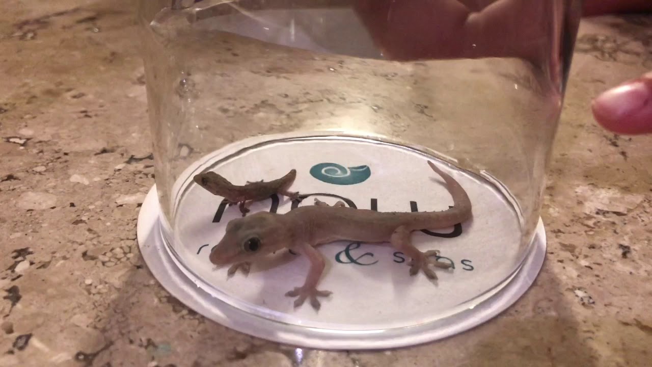 Cancun mexico lizards caught - YouTube