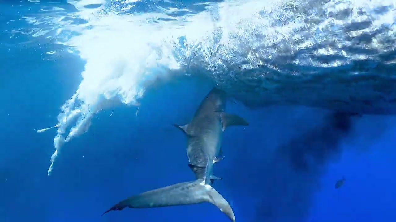 Four reasons Tiger Sharks are important - Wildlife in the Balance