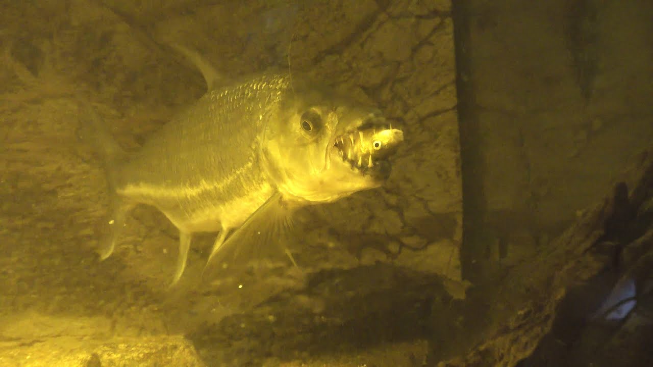 goliath tigerfish 12 years new teeth first hit [graphic content] - YouTube