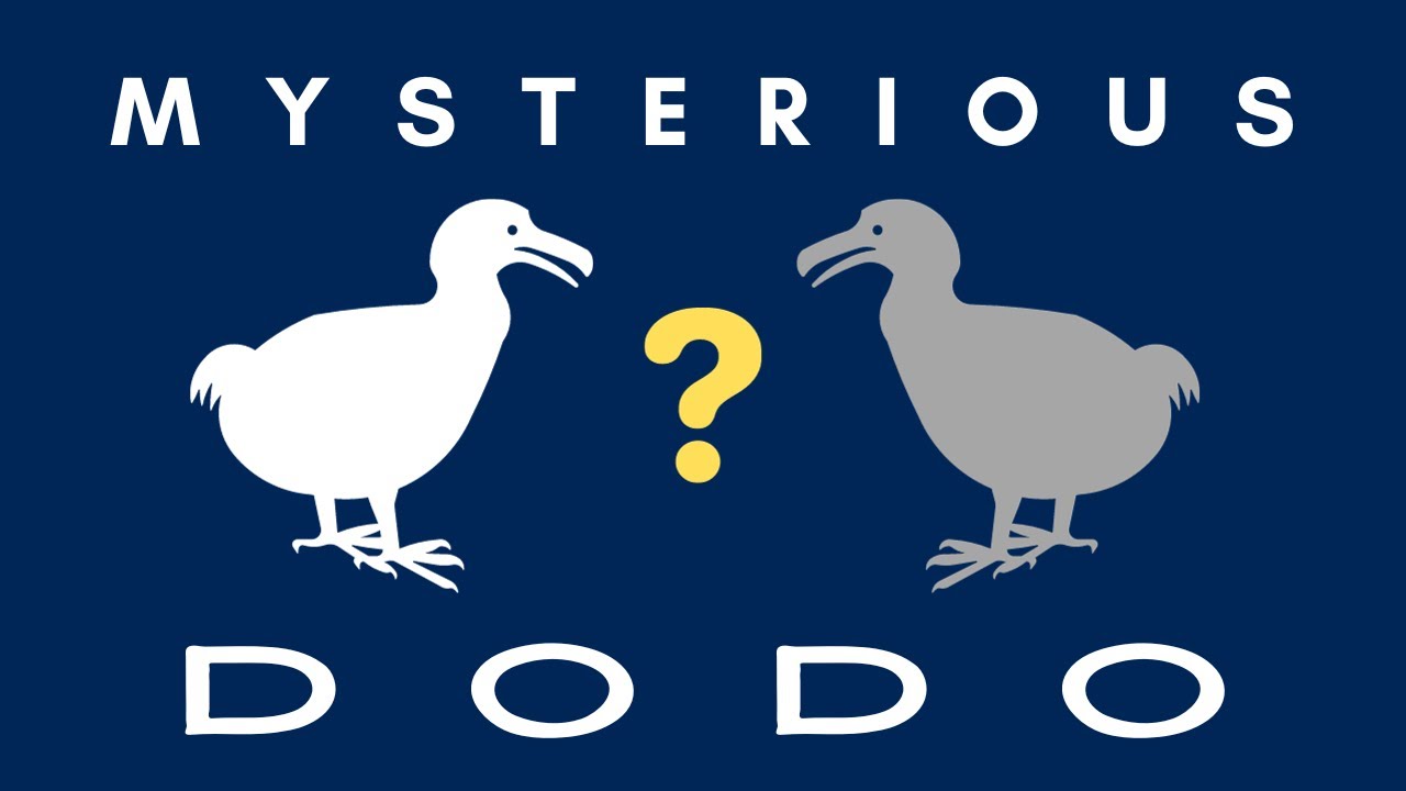 5 Mysteries of the Dodo Finally Solved - Appearance, Name, Extinction ...
