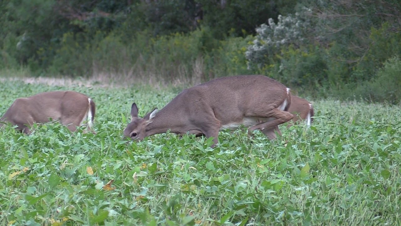 Double Barrel 2019 Eastern shore doe hunt - YouTube