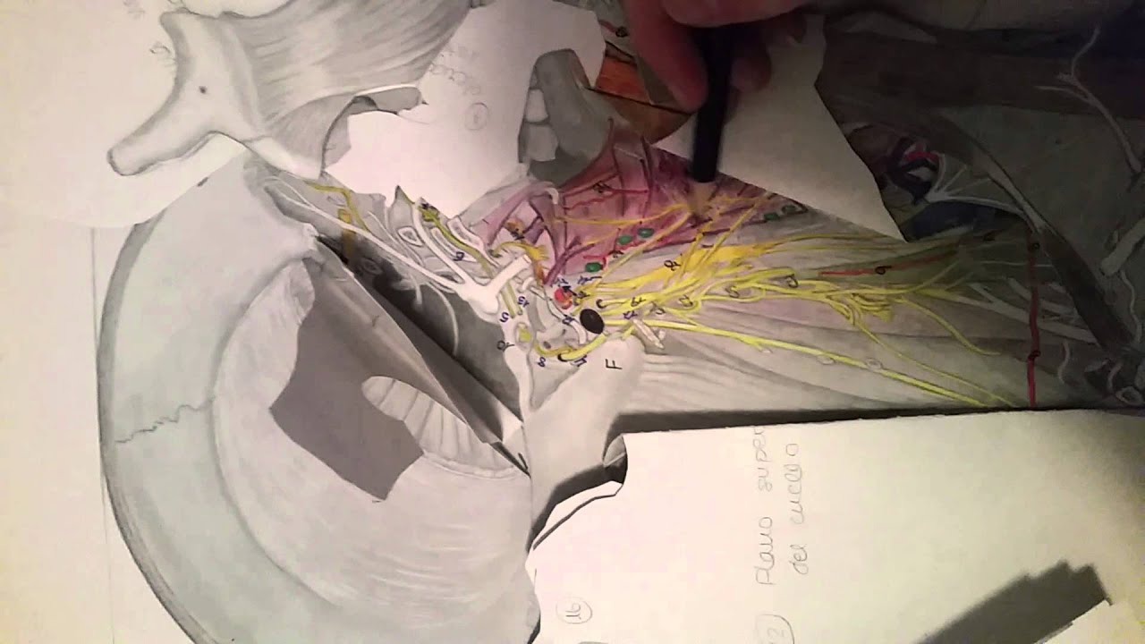 Plexo faríngeo - YouTube