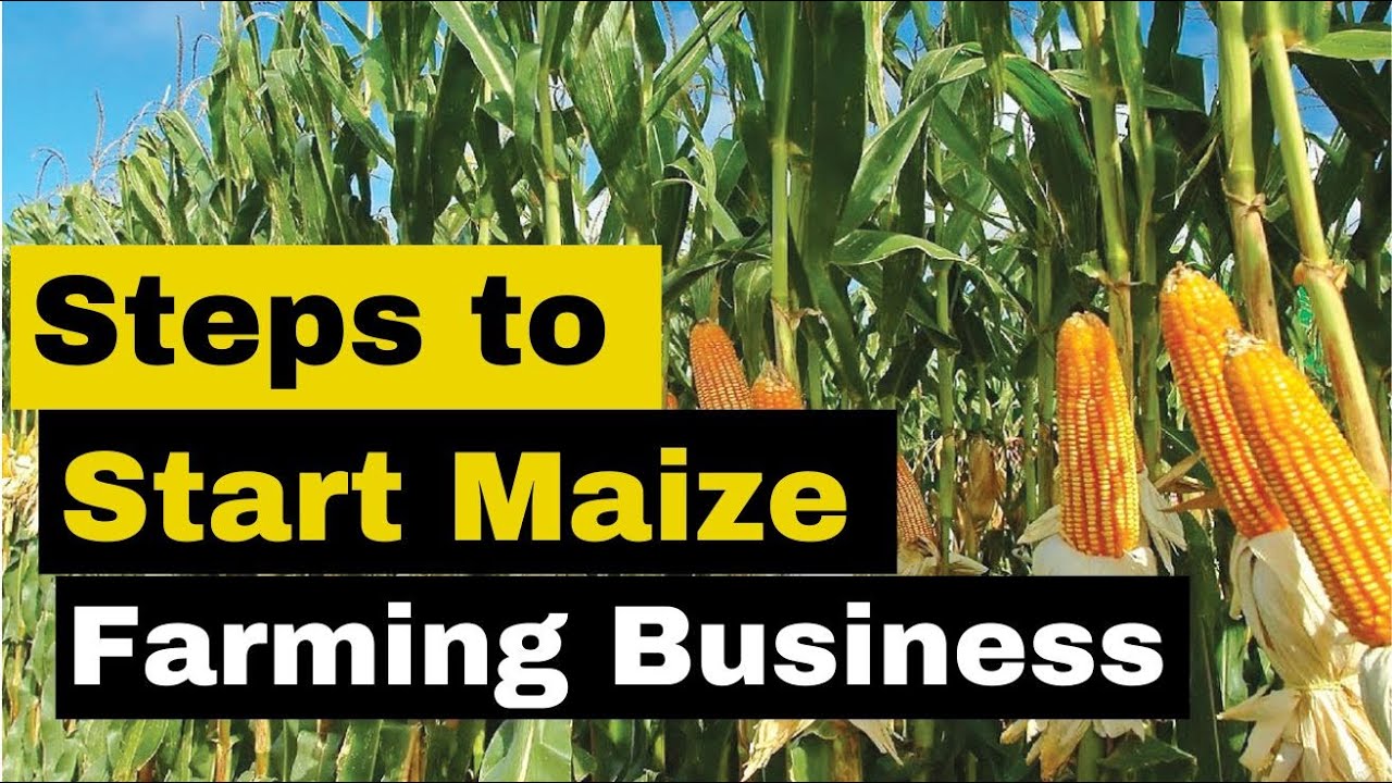 Step-by-Step Guide to Start Maize Farming Business - YouTube