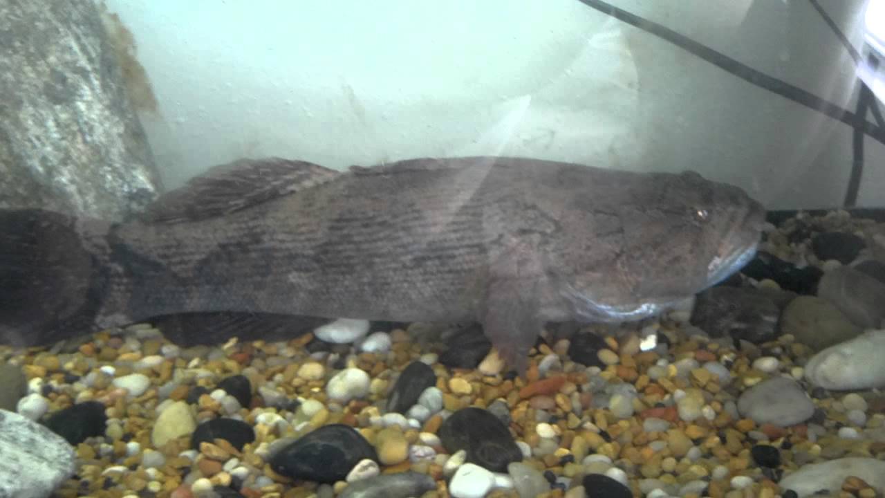 Big male MARBLE SLEEPER GOBY - YouTube