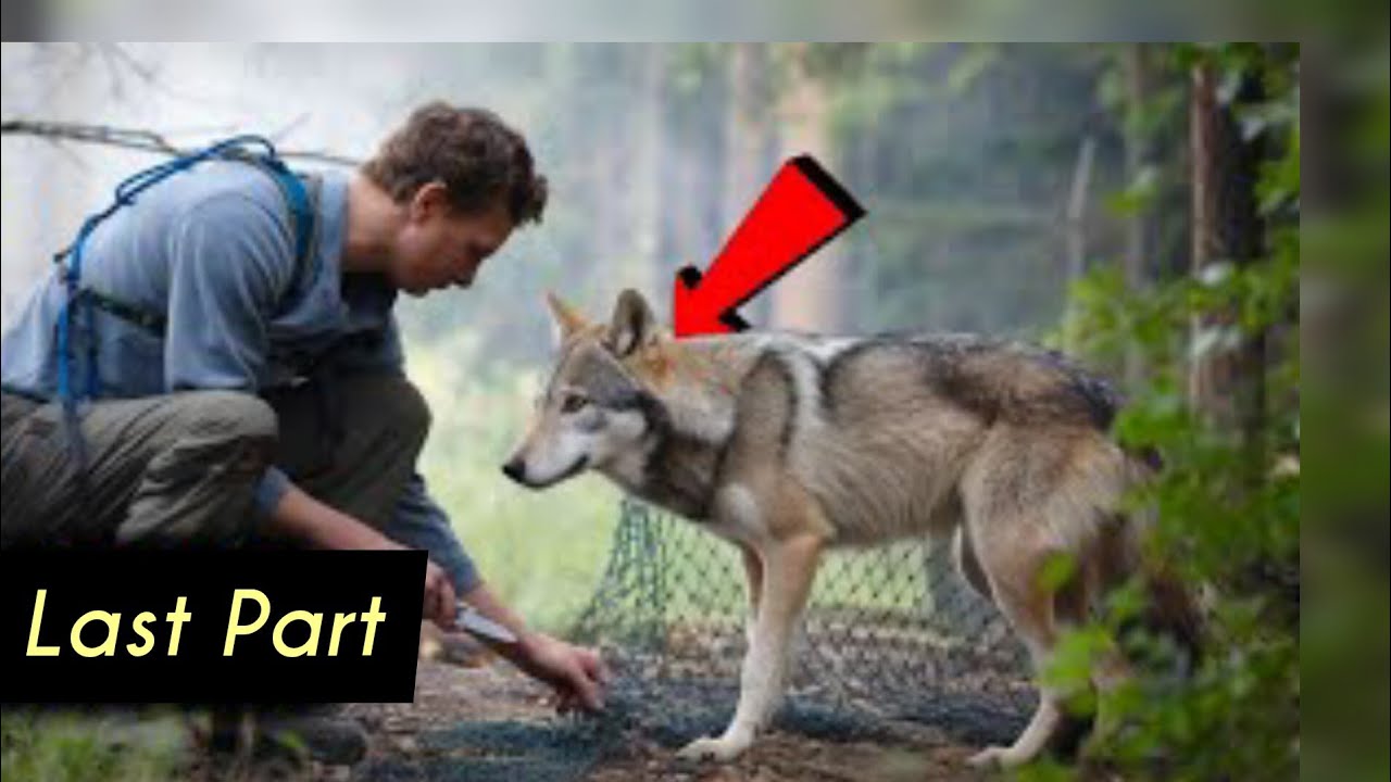 Man Rescues Injured Wolf, But Their Fight for Survival Will Leave You ...