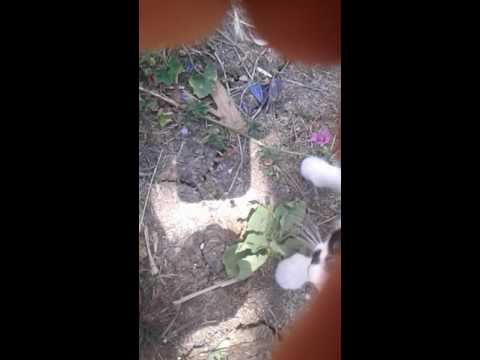 Kedileri bekledim büyükada