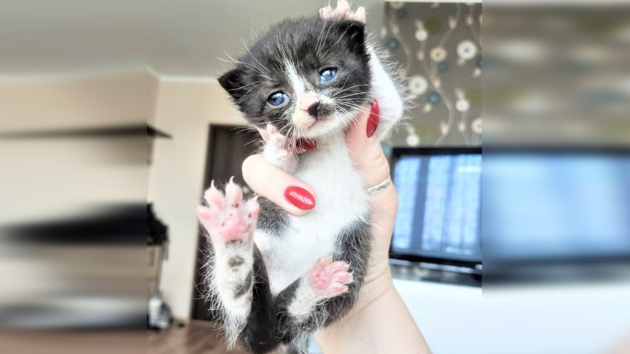 Tiny Kitten Is So Adorable and Super Cute After Got Rescued - YouTube