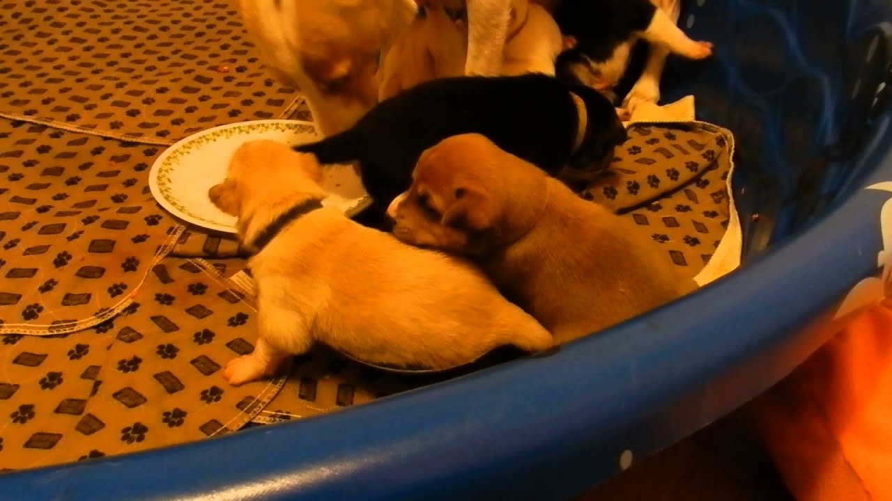 Messy puppies eating! - YouTube