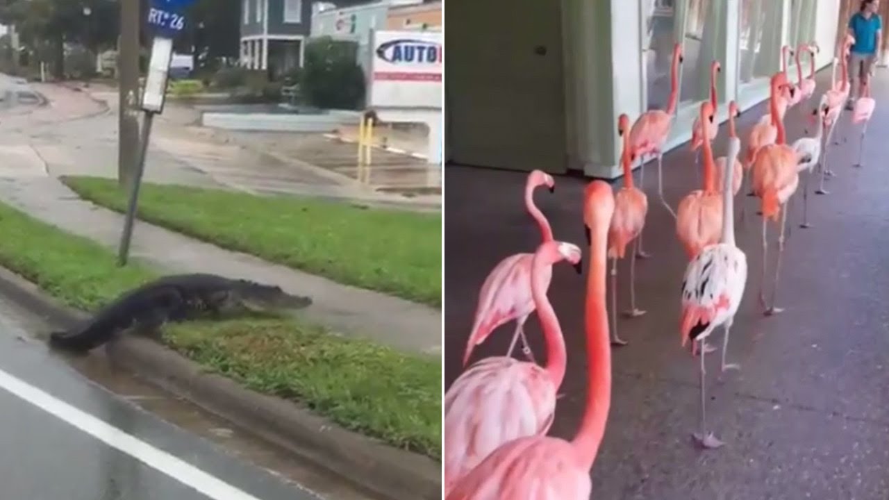 Alligators, Flamingos and Manatees Seek Shelter During Hurricane Irma ...