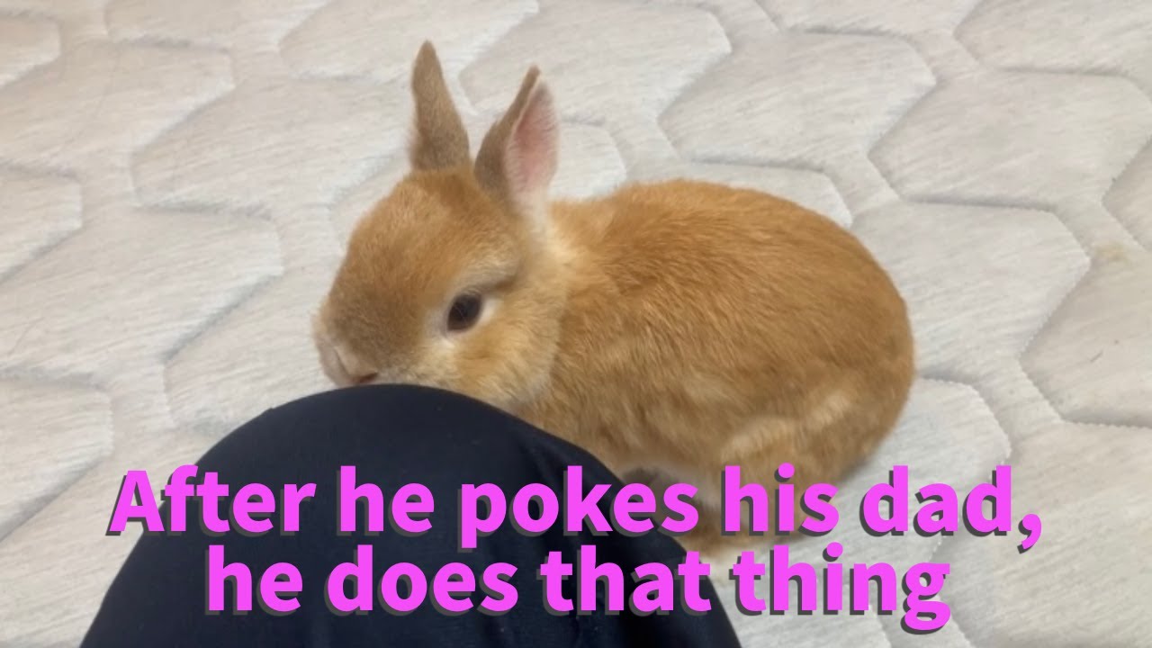 After he pokes his dad, he does that thing - YouTube
