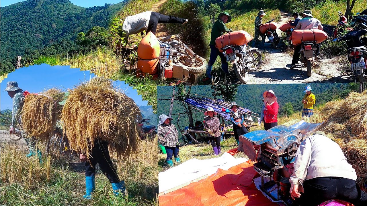 11/2/2022 Hmong Life In Viet Nam | Hmoob Txoj Kev Pauv Zog Sau Ntaus ...