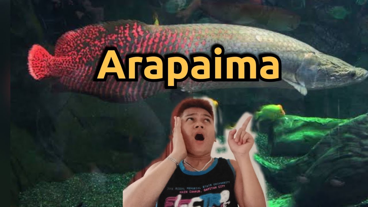 Biggest Arapaima Fish Ever seen! | June's Fish World - YouTube