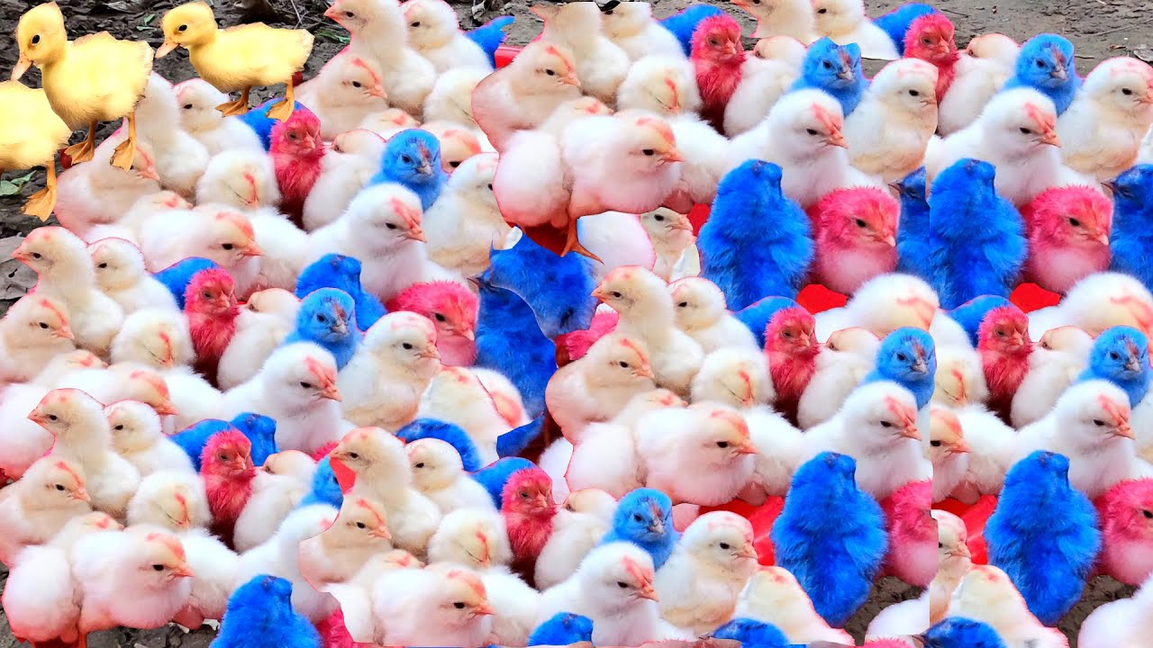 Cute Animal, Chickens Rainbow, Colorful Chickens, Catch CUte Chickens.😊 ...