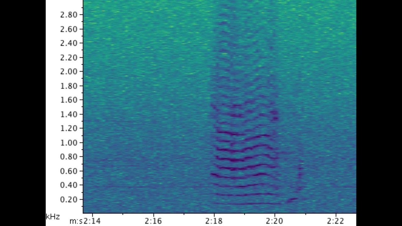 Right Whale Final Tonal Call With Spectrogram - YouTube