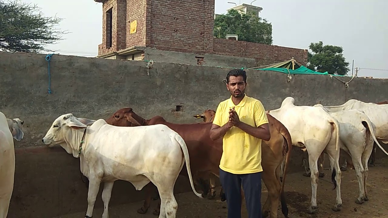 How to develop deshi cows... - YouTube