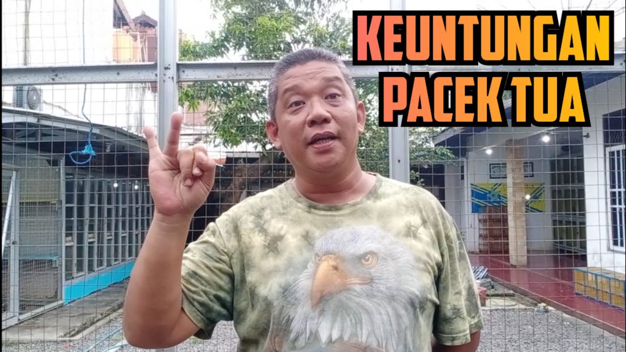 BEBERAPA KEUNTUNGAN PACEK TUA || SIMAK BIAR PAHAM - YouTube