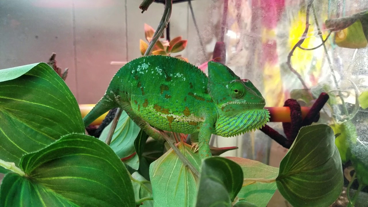 Funny angry chameleon - YouTube
