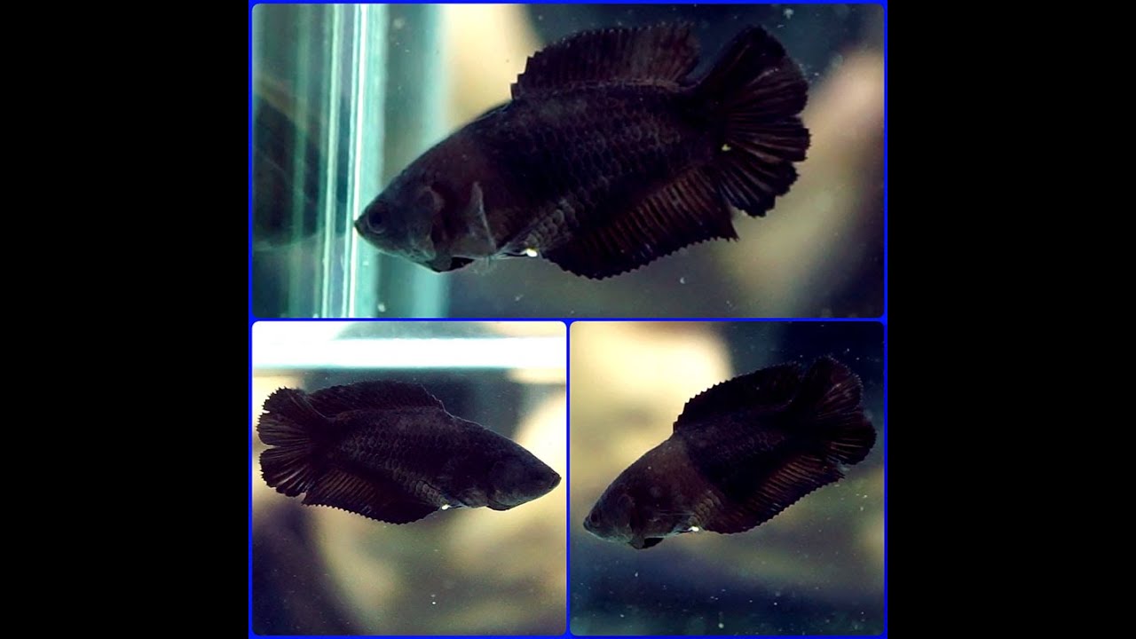 A677 Solid Color SUPER BLACK Double Tail Plakat DTPK Female Betta Fish ...