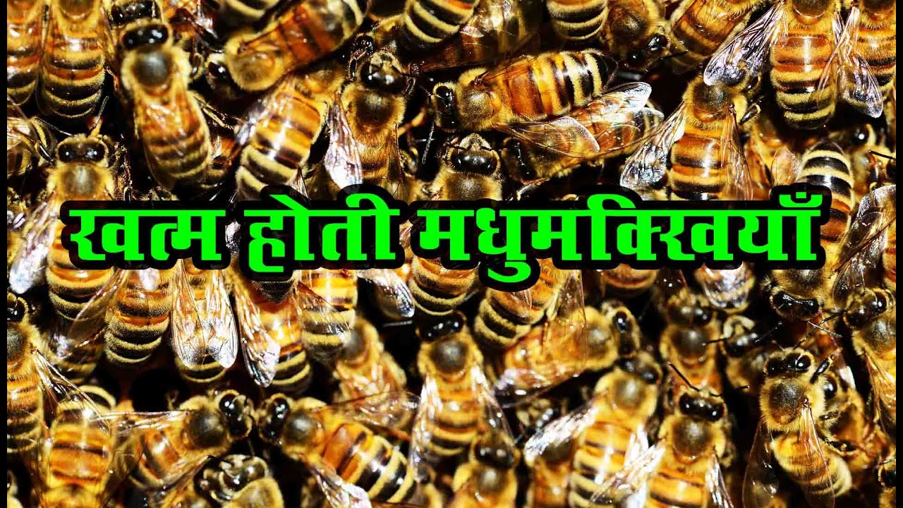 Bees Are Going Extinct| Why are Bees Dying Out?| What Would Happen if ...