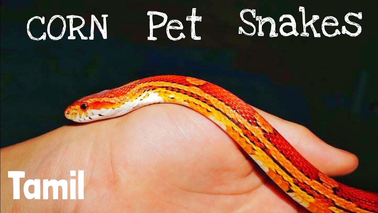 EXOTIC CORN SNAKE in TAMIL ! - YouTube