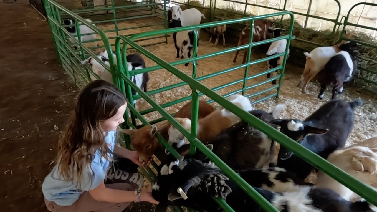 Spring Babies Festival Brings the Farm to Brooklyn Park - YouTube