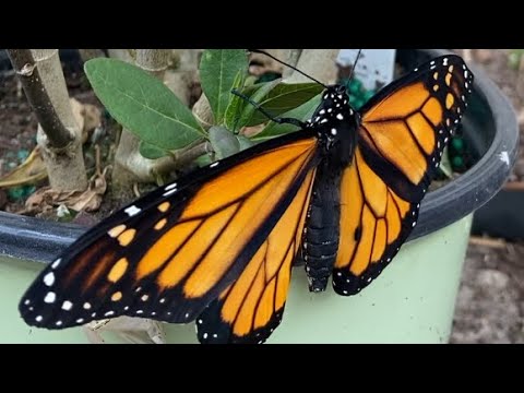 Monarch butterfly - my 1st monarch mama experience from Chrysalis to ...