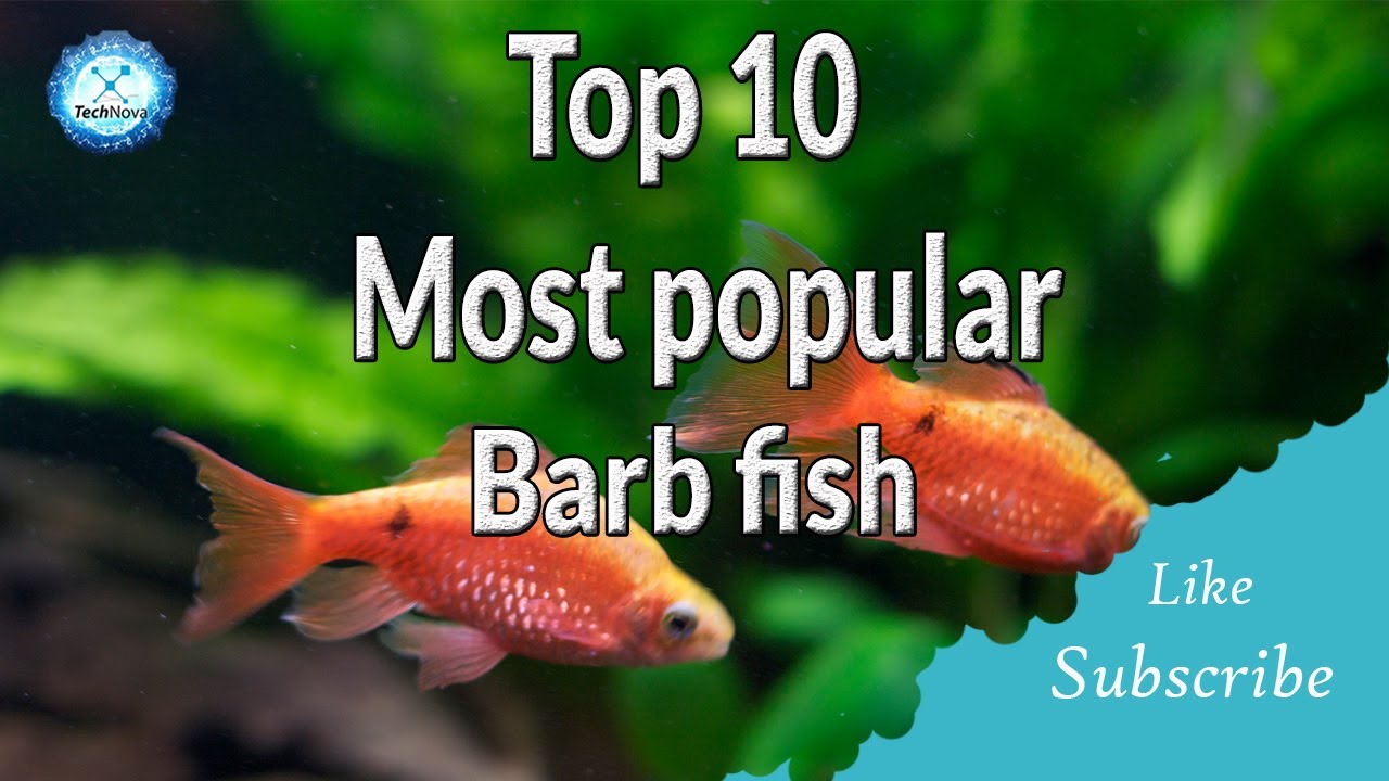 Top 10 Most Popular Barb Fish Varieties - YouTube
