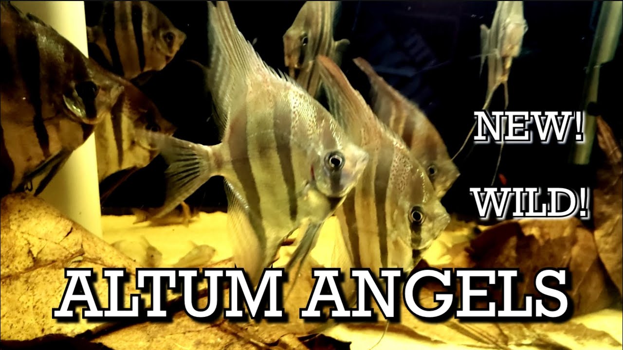 NEW ALTUM ANGELS!!! Complete Care and Maintenance Guide!!! SUBSCRIBE ...