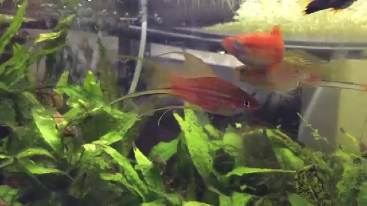 Xiphophorus Hybrid Update - Montezuma Sword x Red Lyretail Sword - YouTube