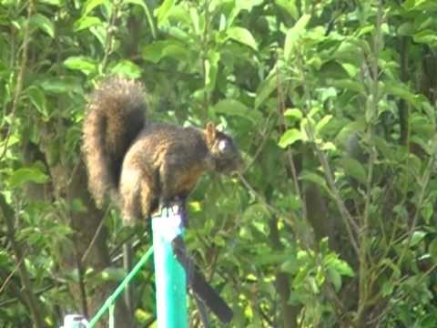 Squirrel Assault Course Outtakes - YouTube