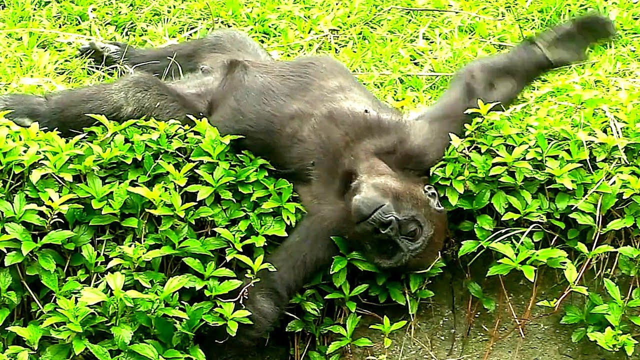 Jabali enjoys the grass 🥰|D'jeeco Family|Gorilla|Taipei zoo ‎@gorilla ...