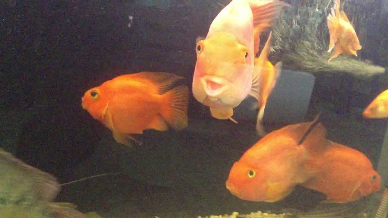 pez perico - YouTube